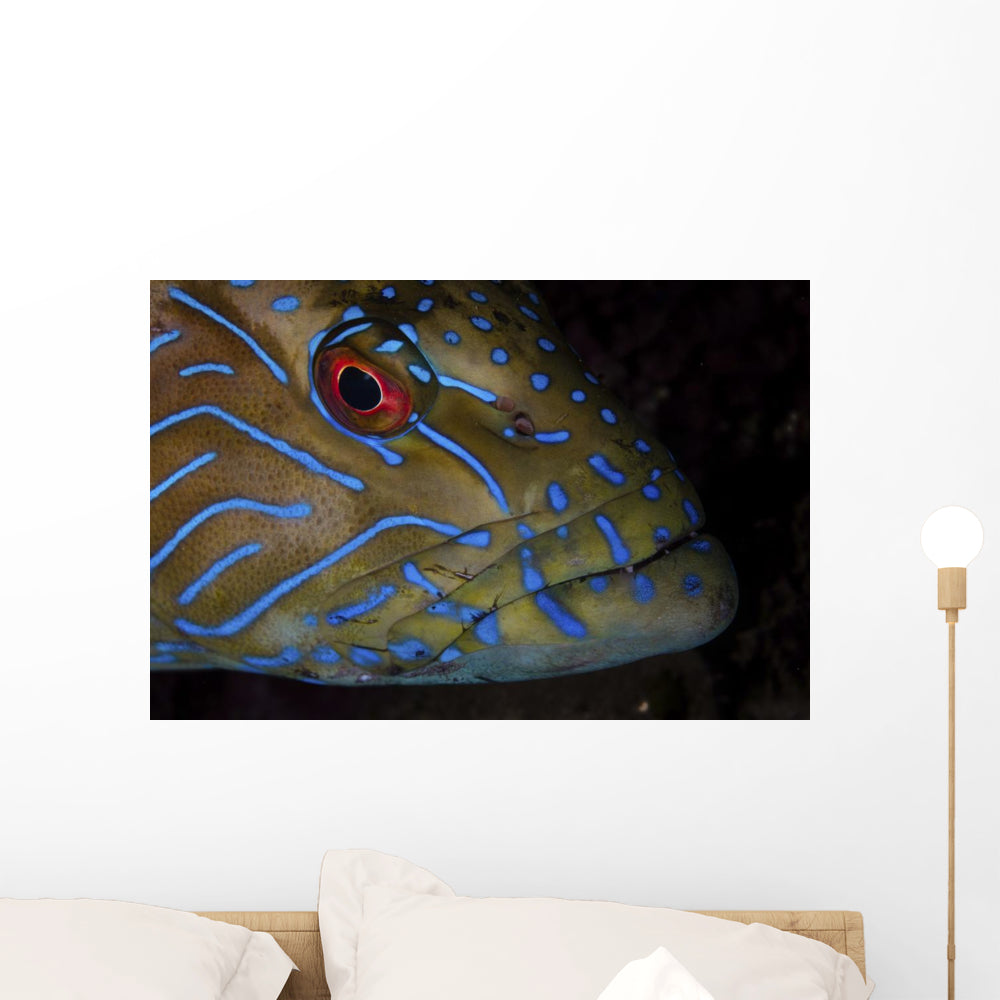 Portrait Blue Line Grouper Wall Decal - WallMonkeys.com – Wallmonkeys