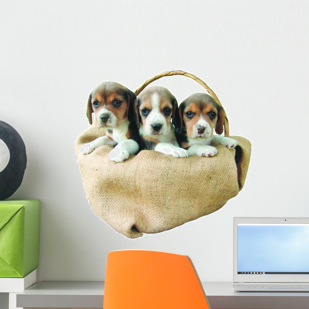 Three Beagle Puppies Wall Decal – Wallmonkeys