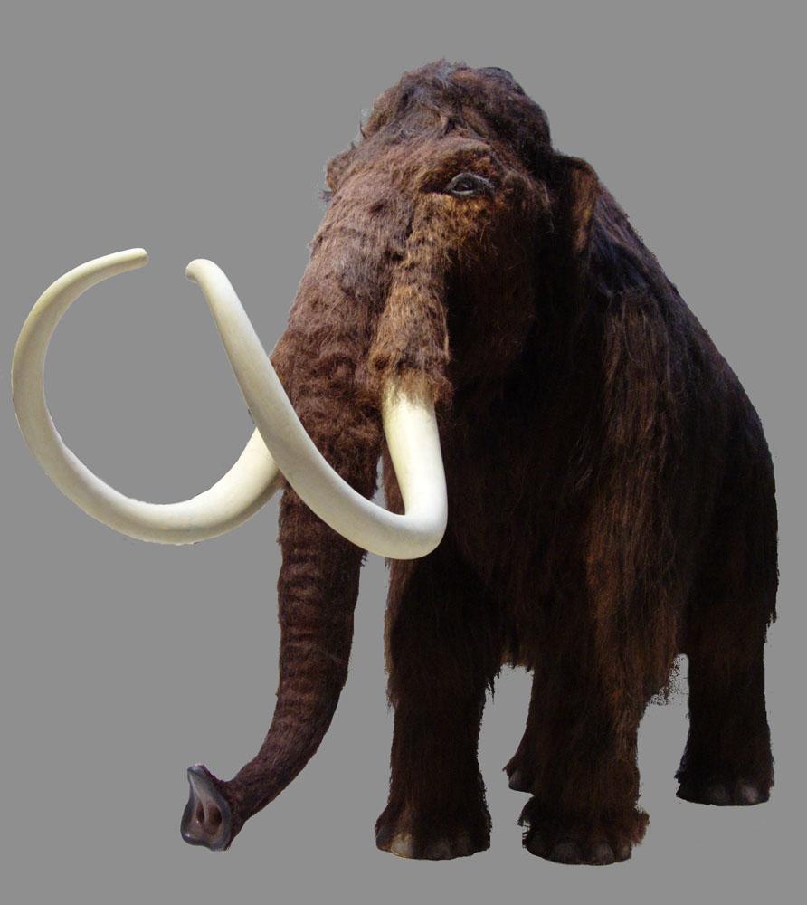 Mammoth Wall Decal - WallMonkeys.com – Wallmonkeys