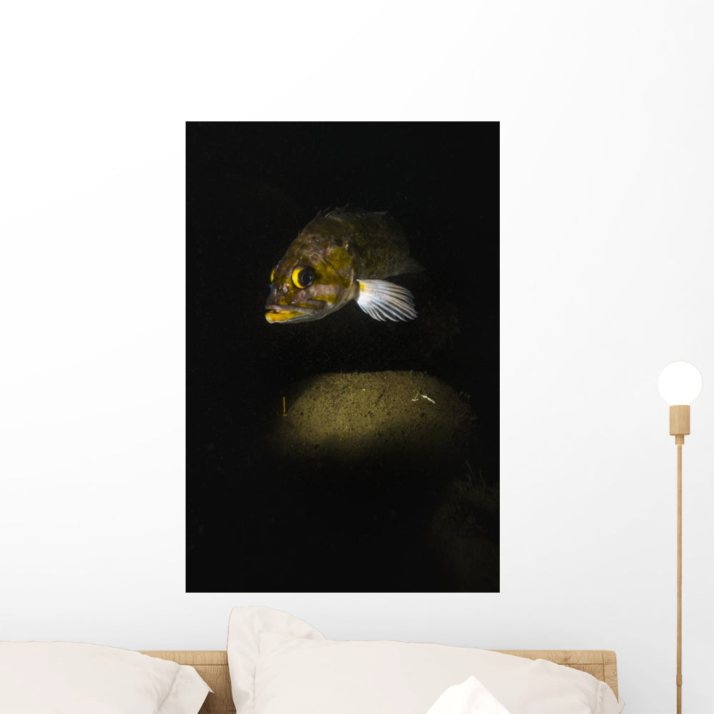 Kelp Rockfish Hood Canal Wall Decal - WallMonkeys.com – Wallmonkeys