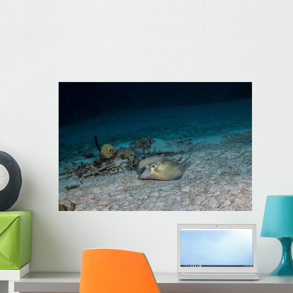 Southern Stingray St Croix Wall Decal - WallMonkeys.com – Wallmonkeys