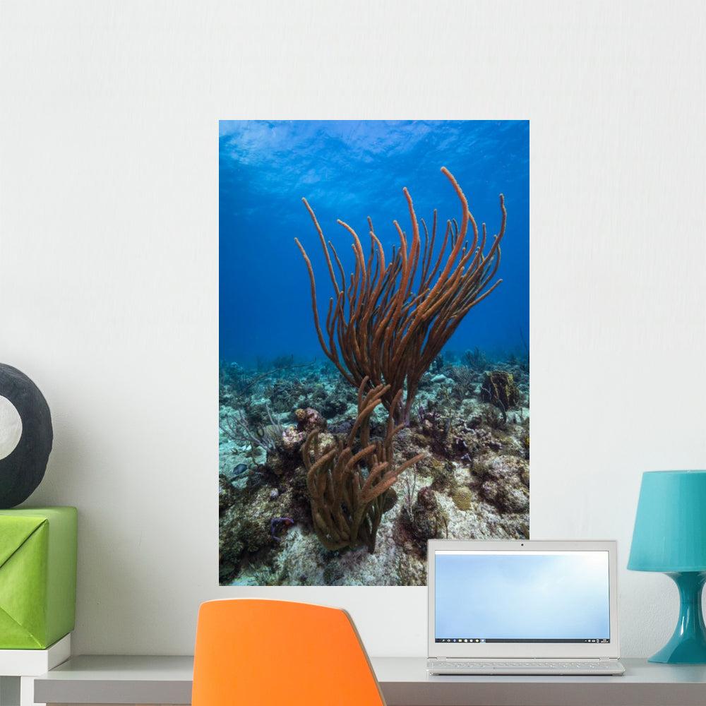 Coral Reef St Croix Wall Decal - WallMonkeys.com – Wallmonkeys