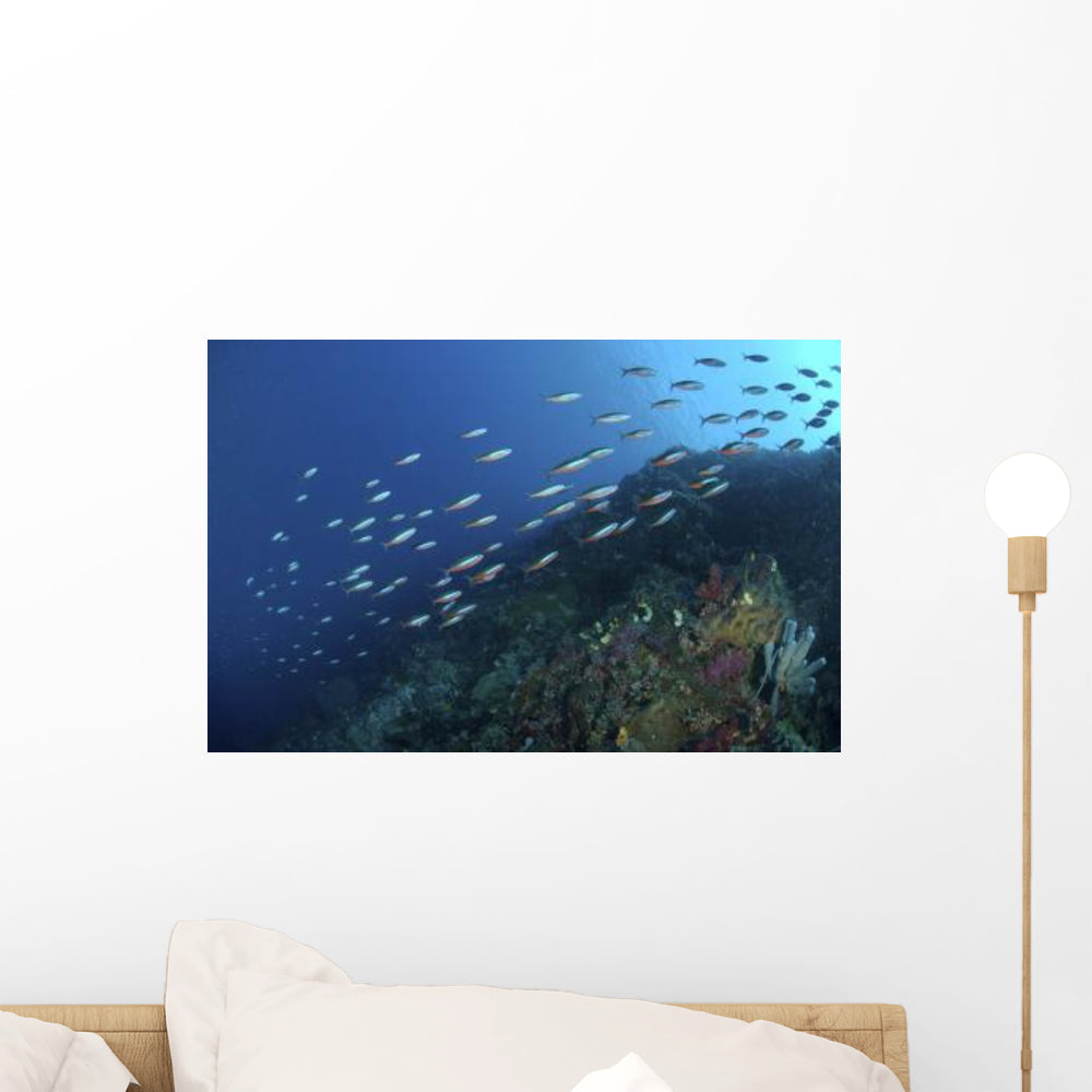 School Neon Fusilier Fish Wall Decal - WallMonkeys.com – Wallmonkeys