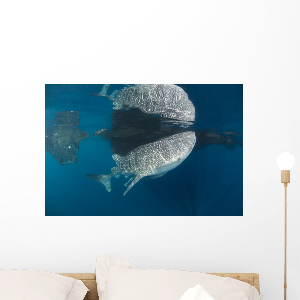 Whale Shark with Remora Wall Decal - WallMonkeys.com – Wallmonkeys