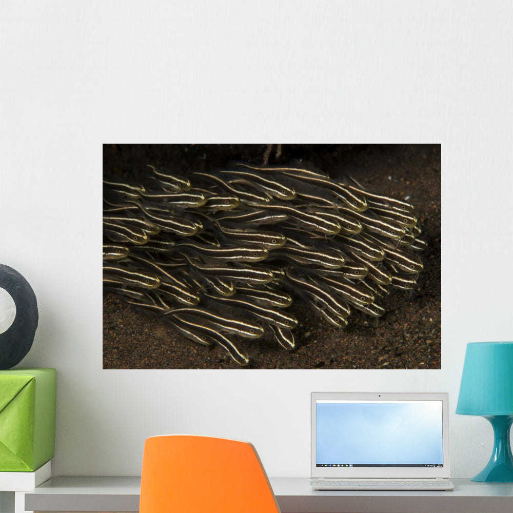 School Small Striped Catfish Wall Decal - WallMonkeys.com – Wallmonkeys