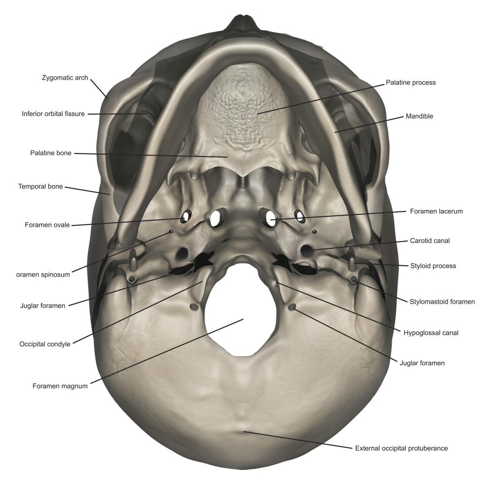 Stylomastoid Foramen Dog