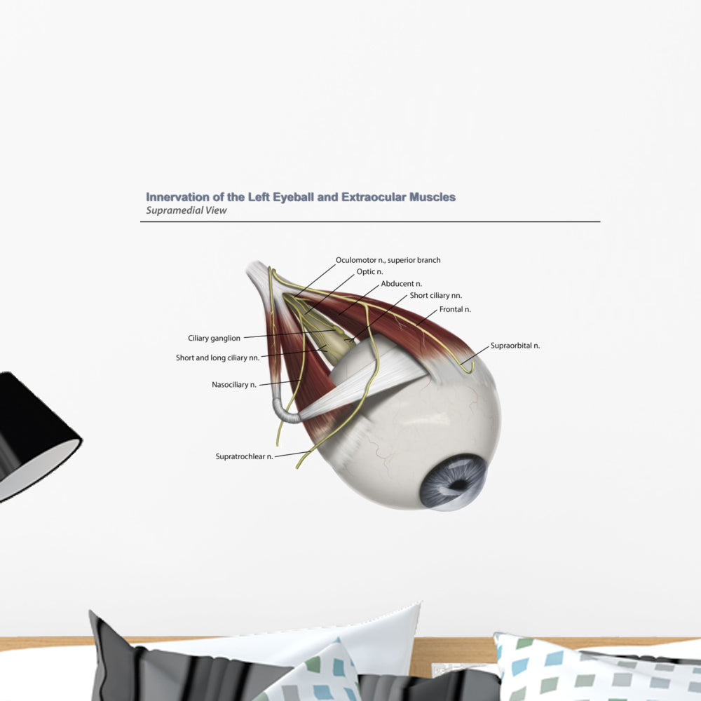 Left Supramedial Eye Anatomy Labeled Wall Decal - WallMonkeys.com ...