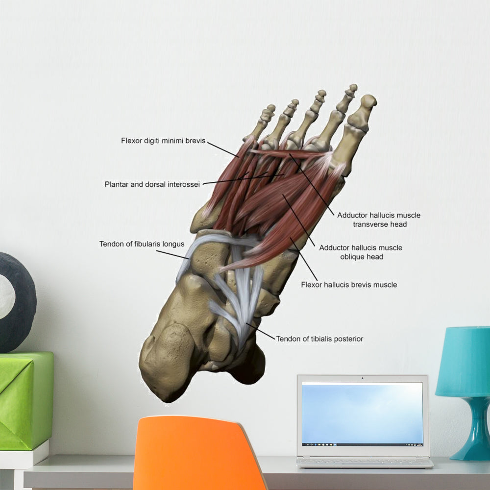 Human Foot Depicting Plantar Labeled Wall Decal - WallMonkeys.com ...