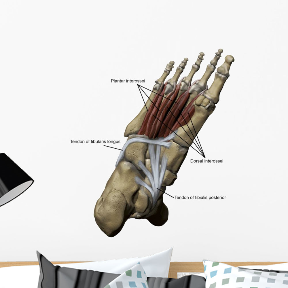 3D Model Foot Sole Tendons Labeled Wall Decal - WallMonkeys.com ...