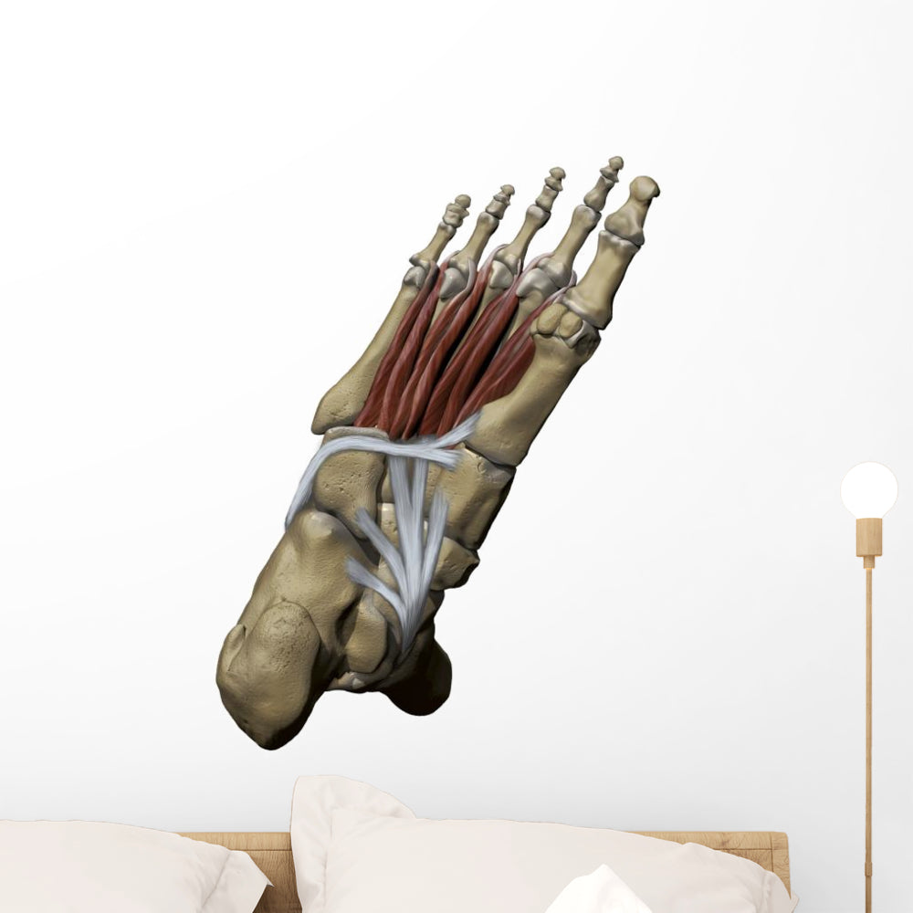3D Model Foot Sole Tendons Wall Decal - WallMonkeys.com – Wallmonkeys