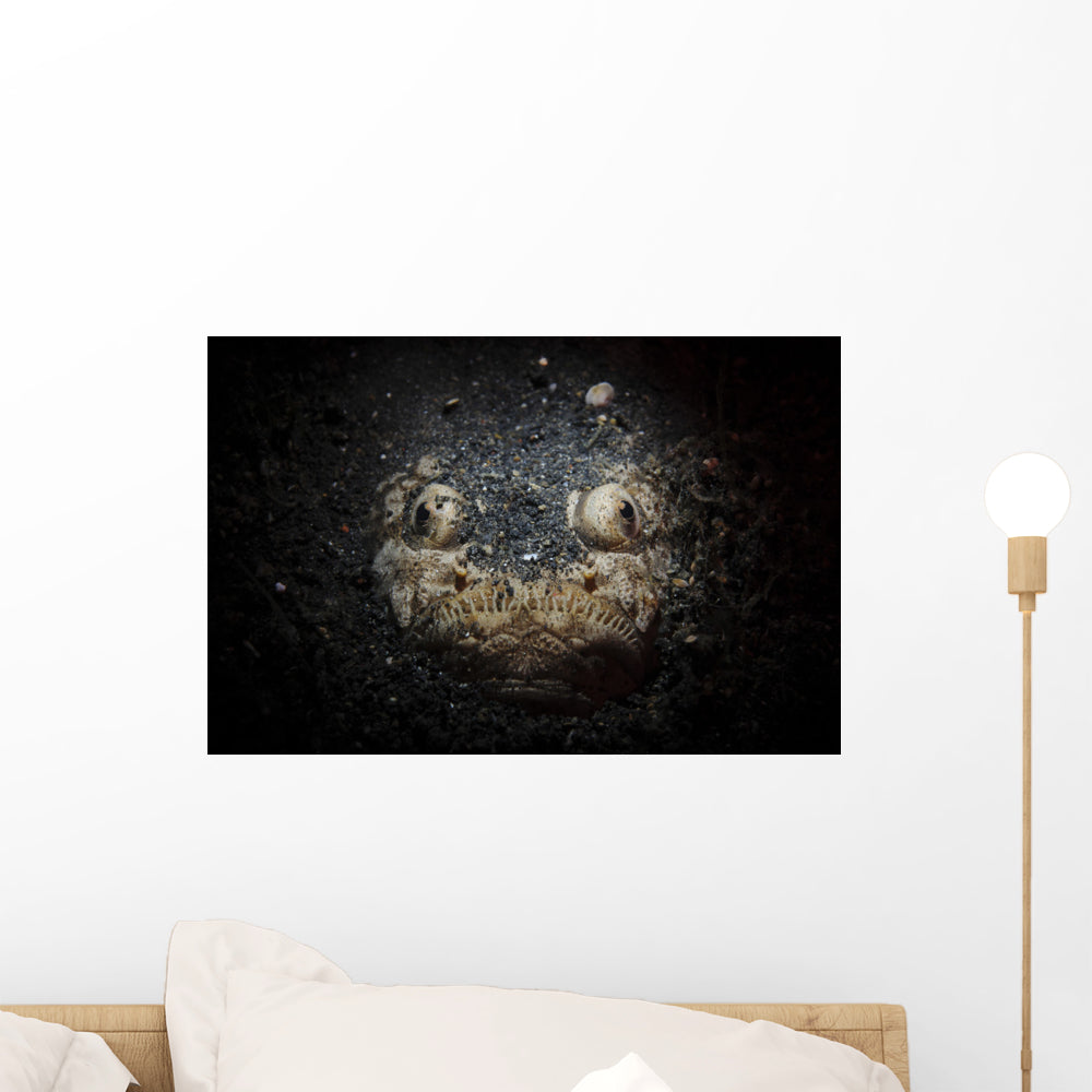 Reticulate Stargazer Buried Sand Wall Decal - WallMonkeys.com – Wallmonkeys