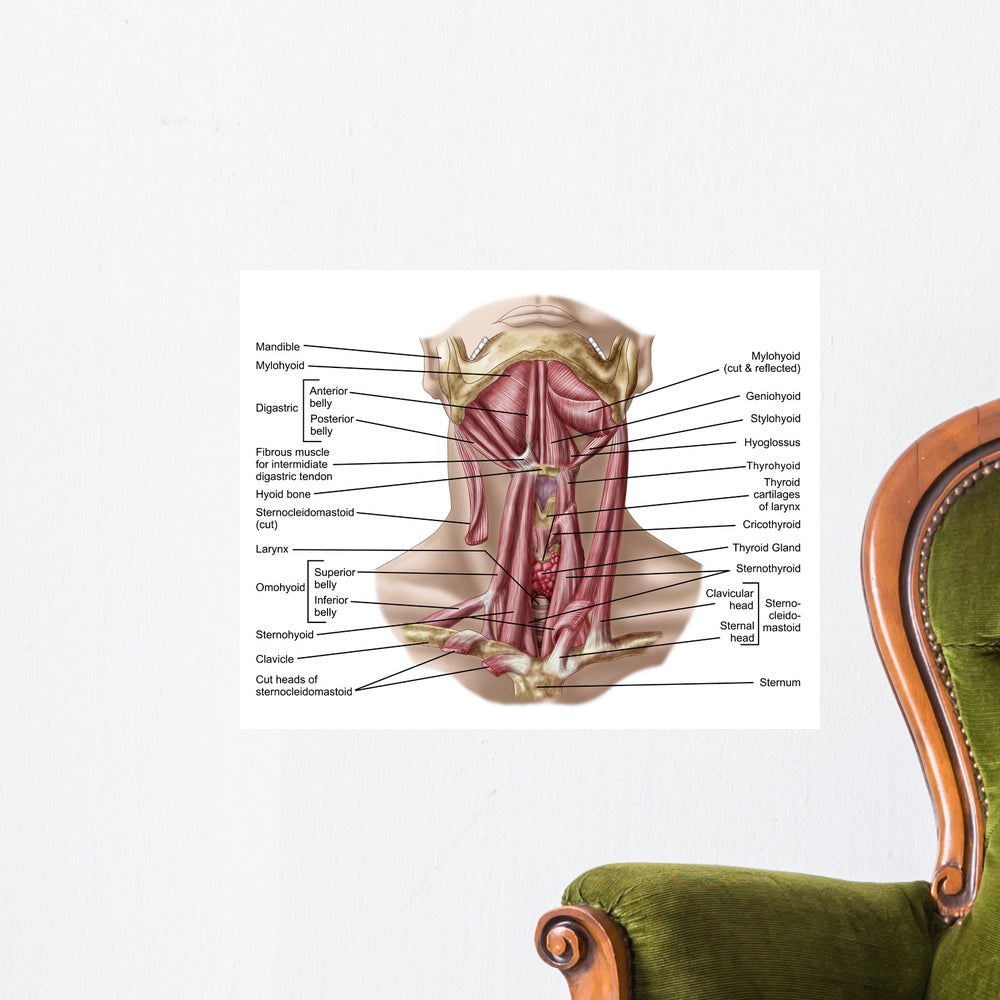 Anatomy Human Hyoid Bone Wall Decal Design 1 - WallMonkeys.com ...
