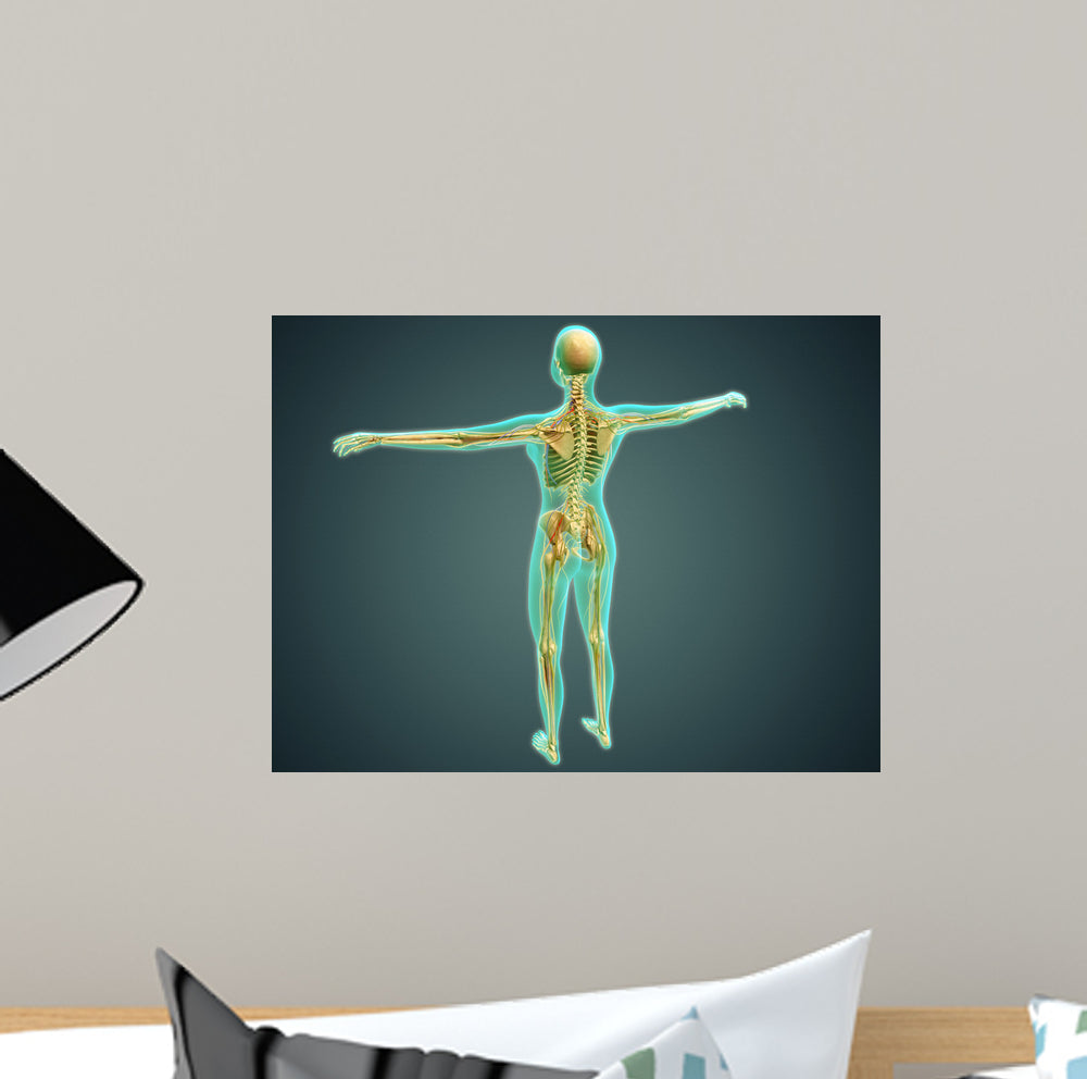 Human Body Showing Skeletal Wall Decal Design 1 - WallMonkeys.com ...