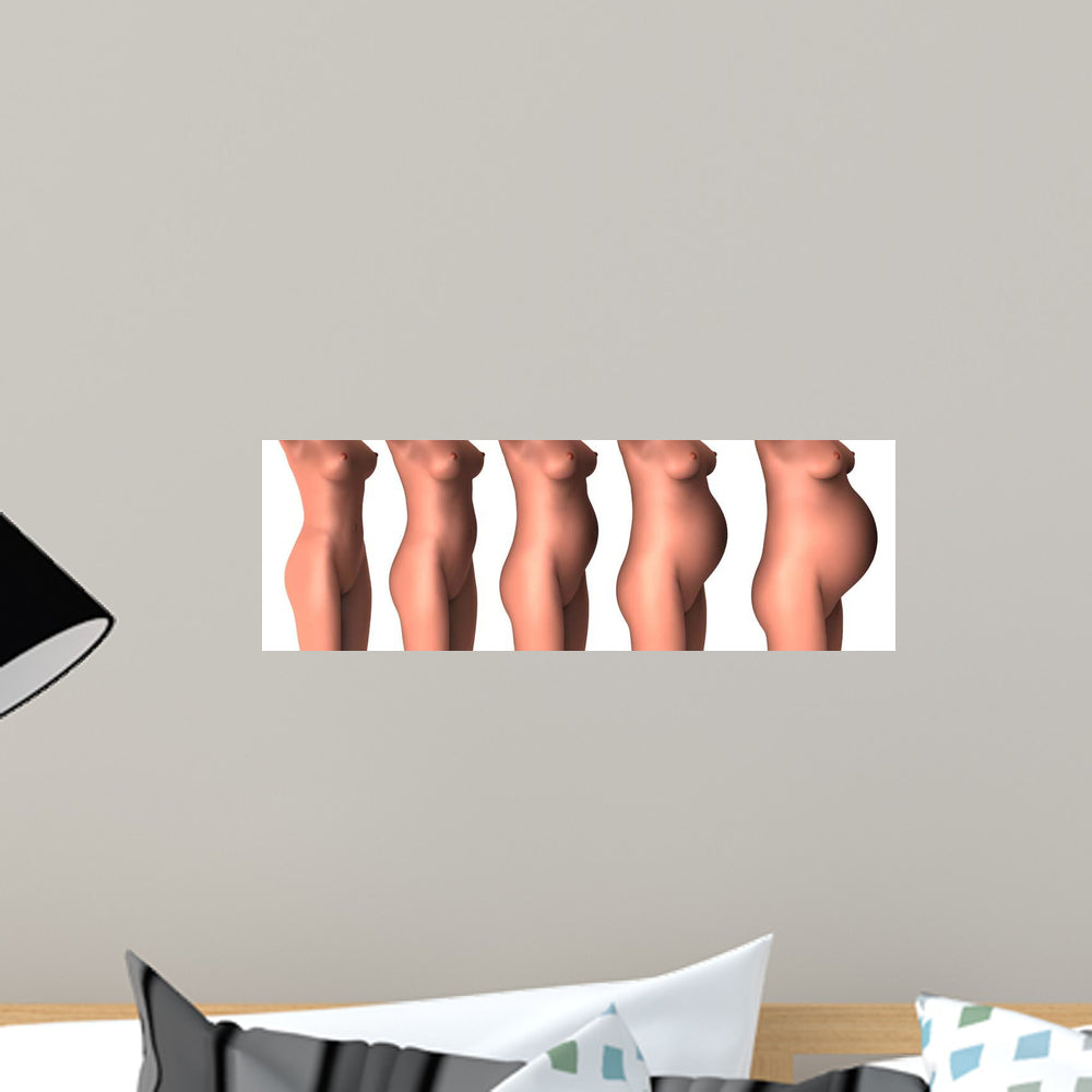 Growth Female Midsection during Wall Decal - WallMonkeys.com – Wallmonkeys