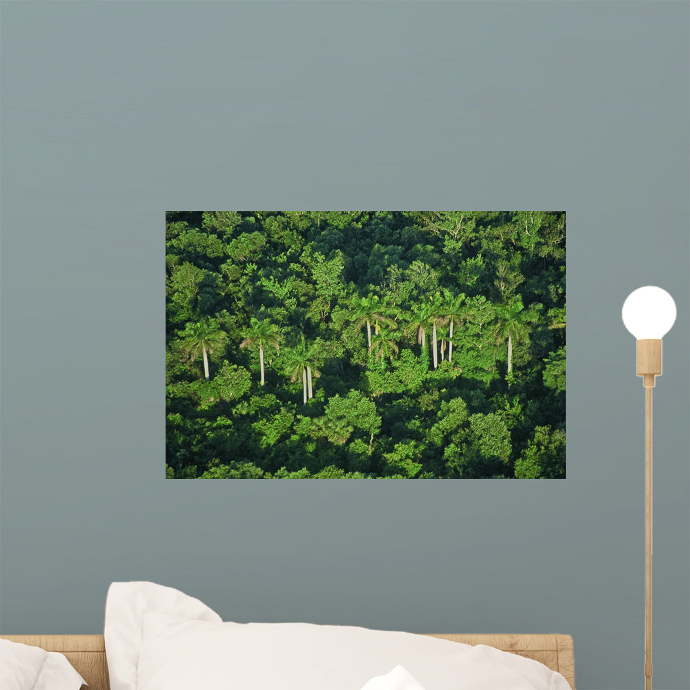 Usa Florida Swamp Ecosystemwild Wall Mural – Wallmonkeys