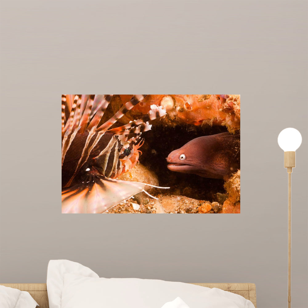 White-eyed Moray Eel Gets Wall Decal - WallMonkeys.com – Wallmonkeys