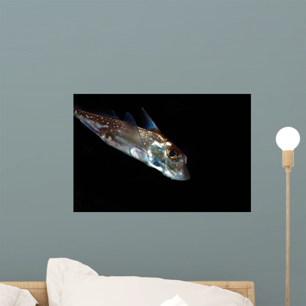 Spotted Ratfish Hydrolagus Colliei Wall Decal Design 2 - WallMonkeys ...