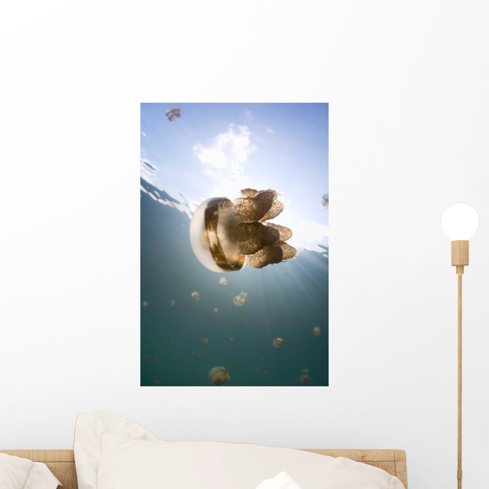 Sunrays Illuminate Jellyfish Kakaban Wall Decal Design 8 - WallMonkeys ...