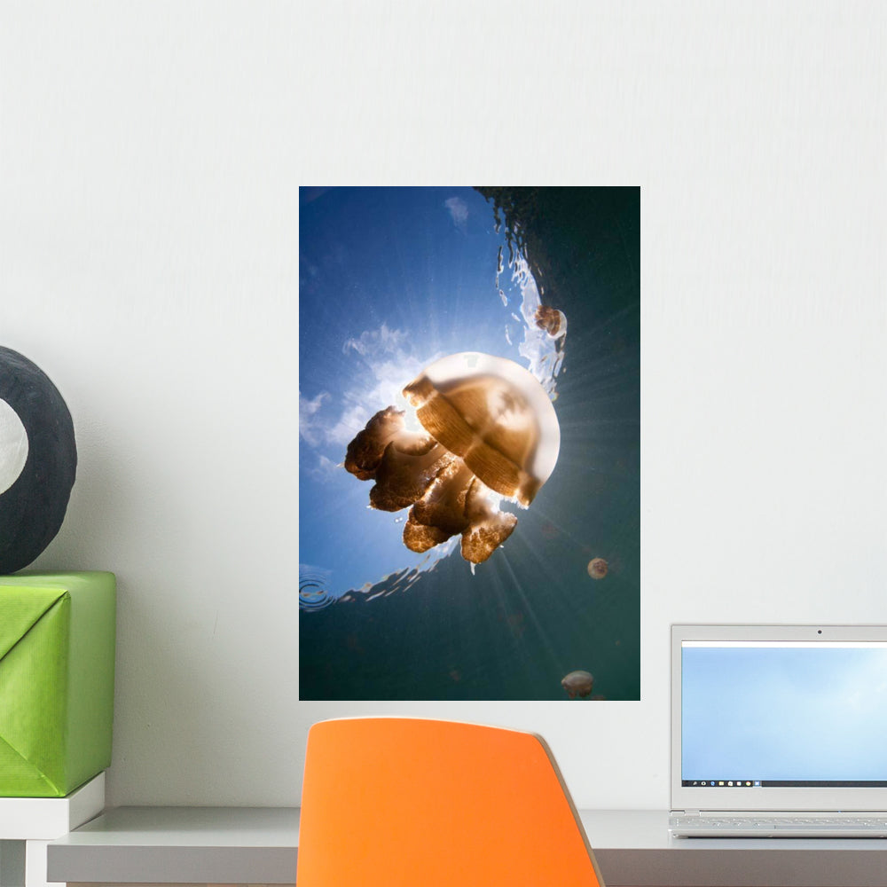 Sunrays Illuminate Jellyfish Kakaban Wall Decal Design 1 - WallMonkeys ...