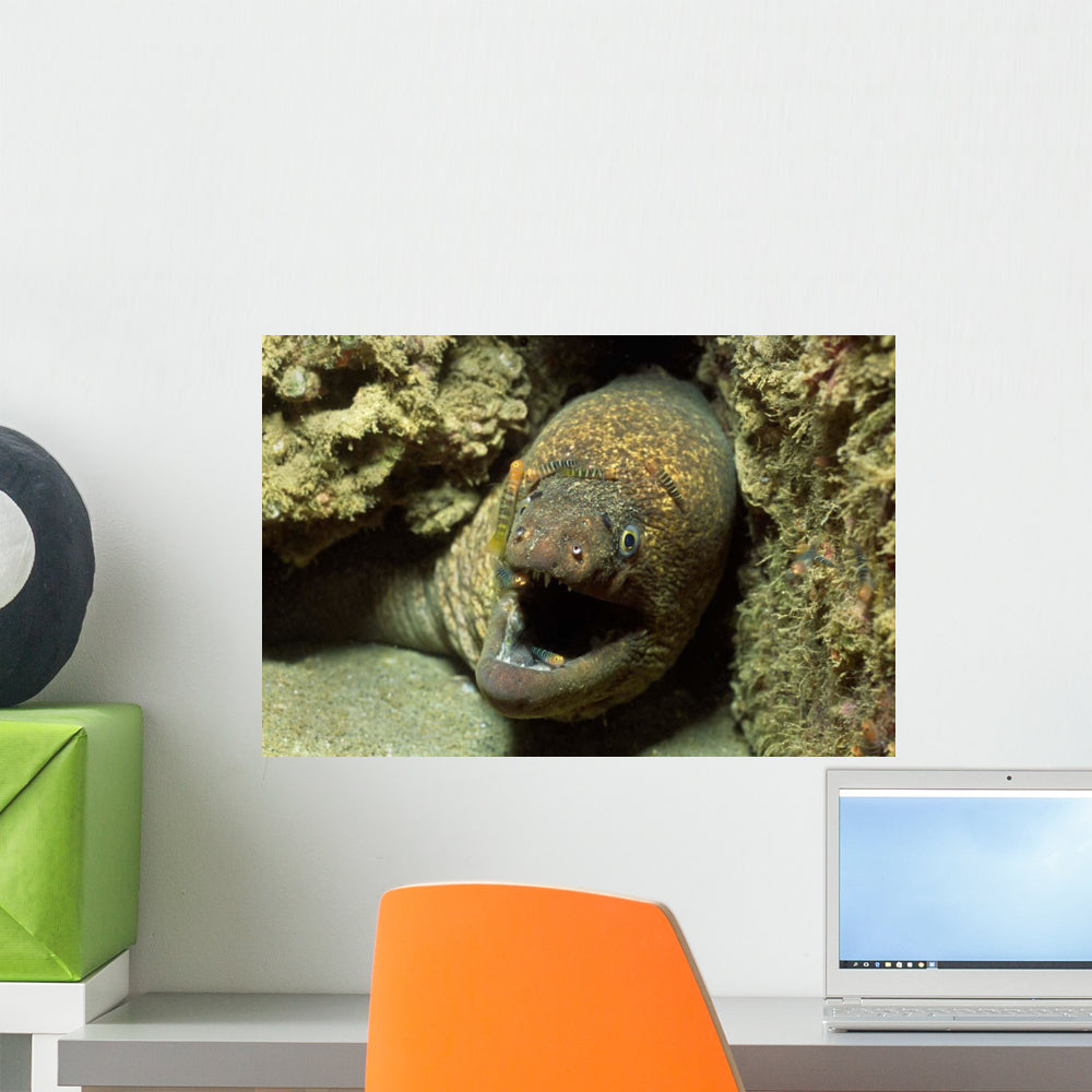 Panamic Green Moray Eel Wall Decal - WallMonkeys.com – Wallmonkeys