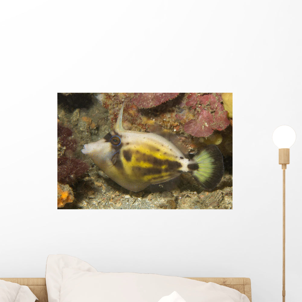 Spectacled Filefish Cantherhines Fronticinctus Wall Decal - WallMonkeys ...
