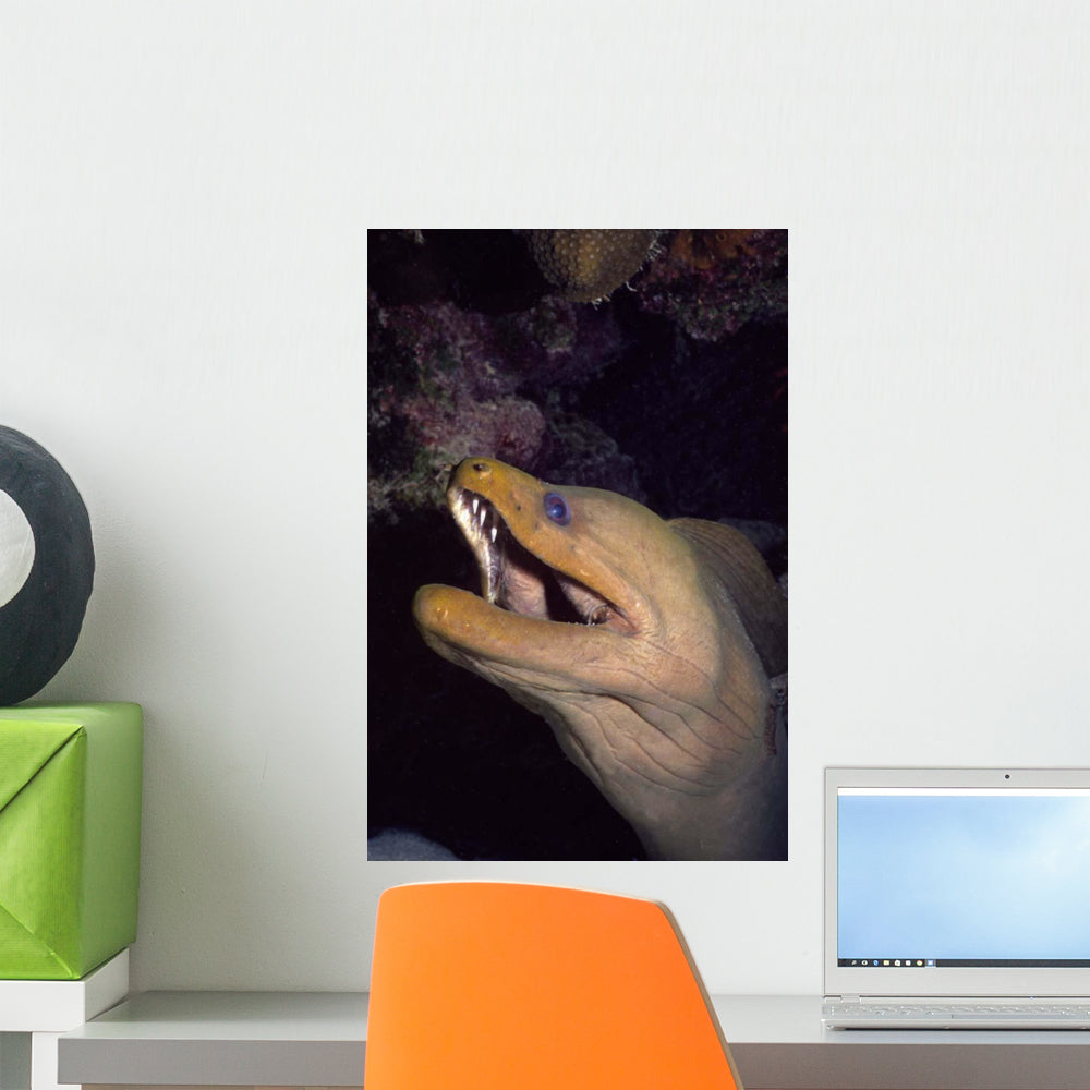Close-up Green Moray Eel Wall Decal - WallMonkeys.com – Wallmonkeys
