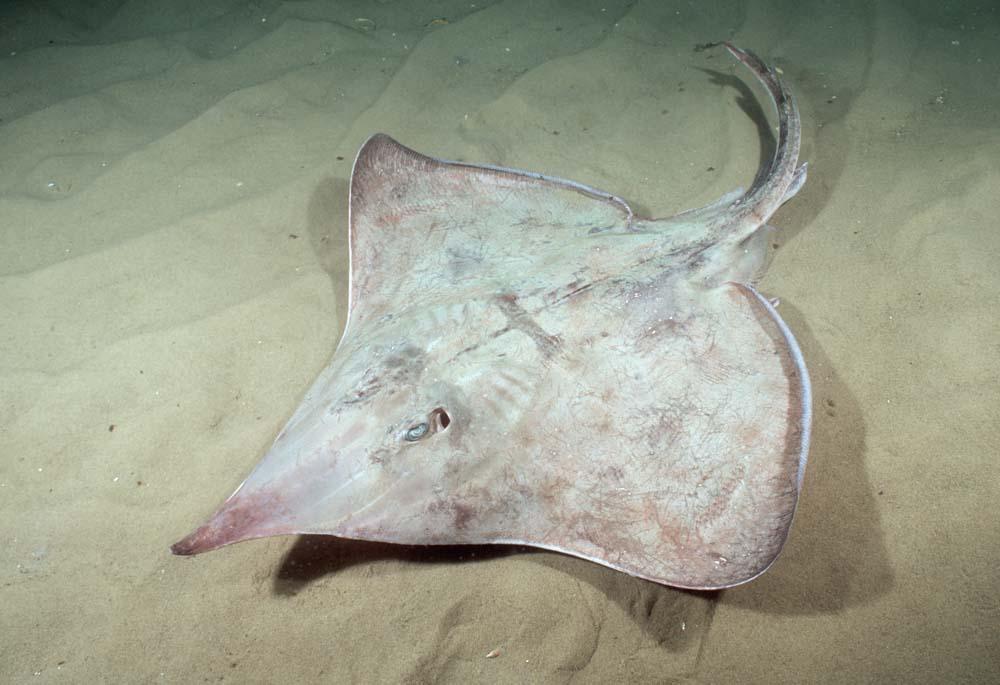 Deepwater Adult Skate Raja Wall Decal - WallMonkeys.com – Wallmonkeys